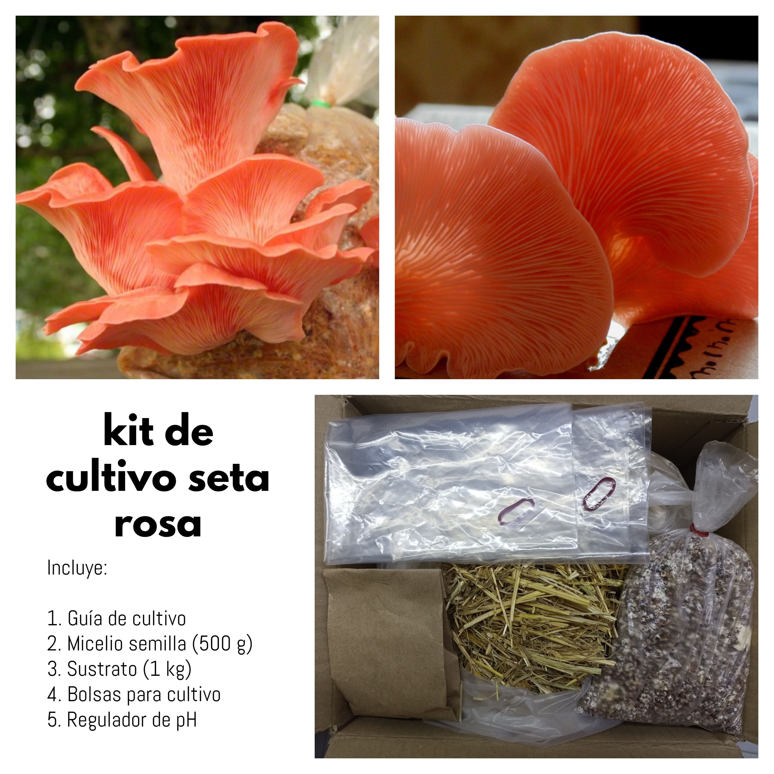 Kit Cultivo Hongo Seta Rosa - Introaccesorios